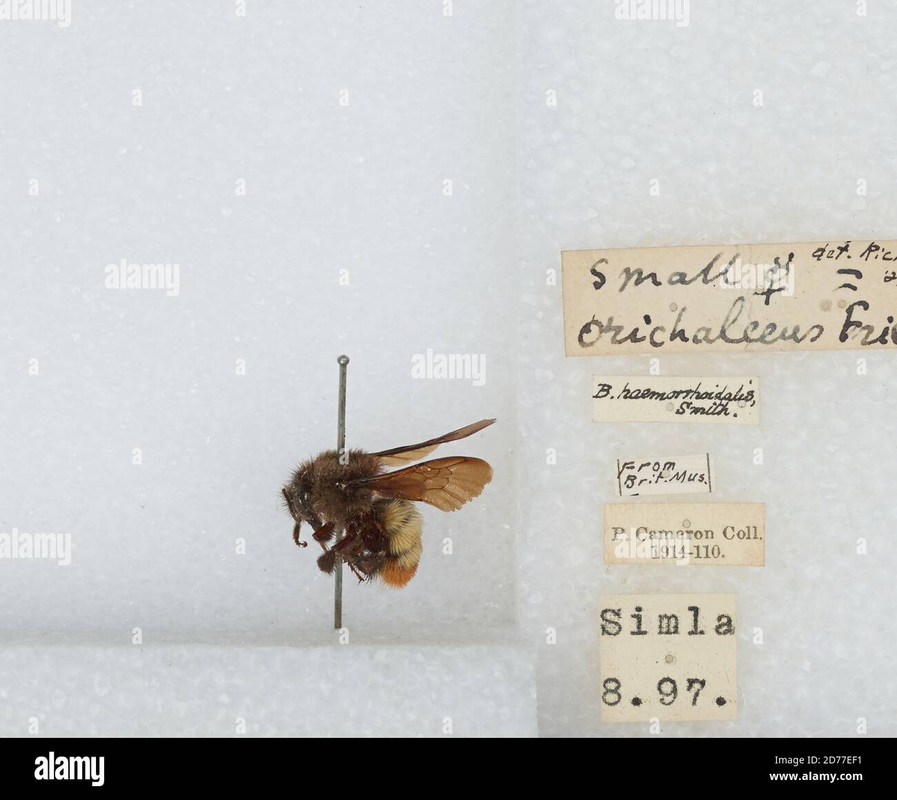 Shimla, Himchal Pradesh, India, Bombus (Alpigenobombus) breviceps Smith ...