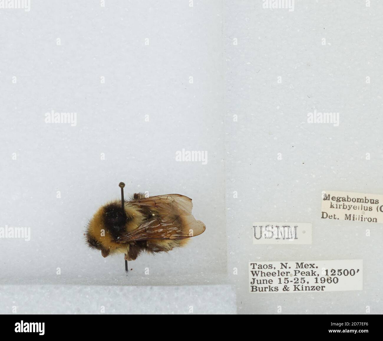 Wheeler Peak, Taos, New Mexico, United States, Bombus (Alpinobombus ...