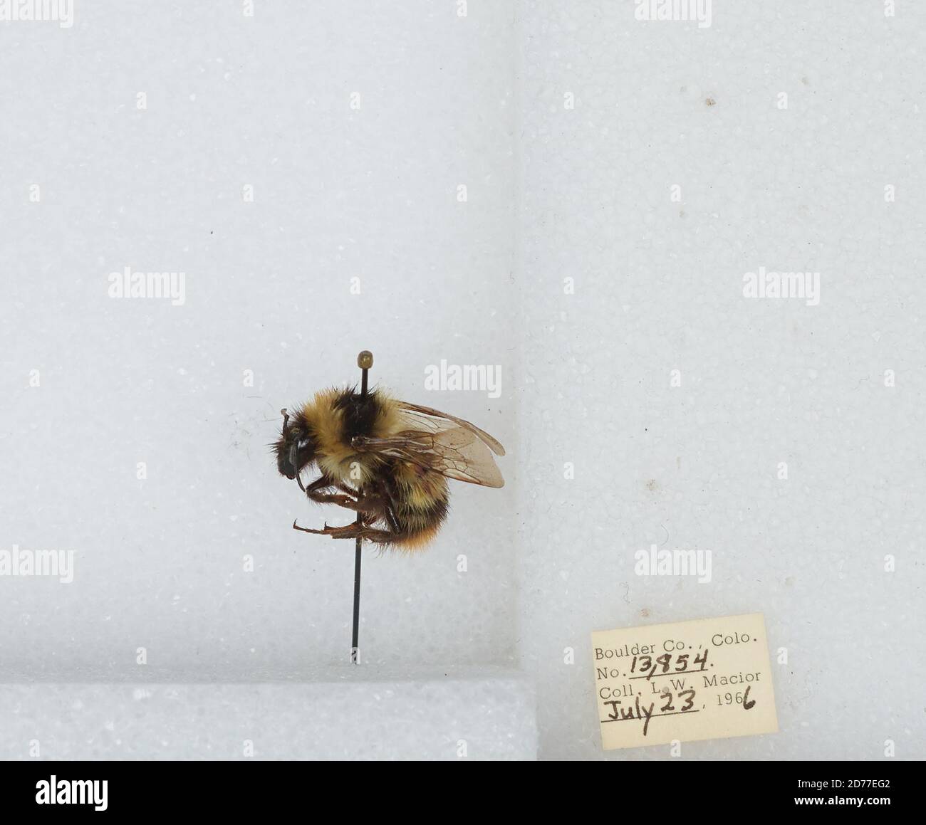 Boulder, Colorado, United States, Bombus (Alpinobombus) balteatus ...