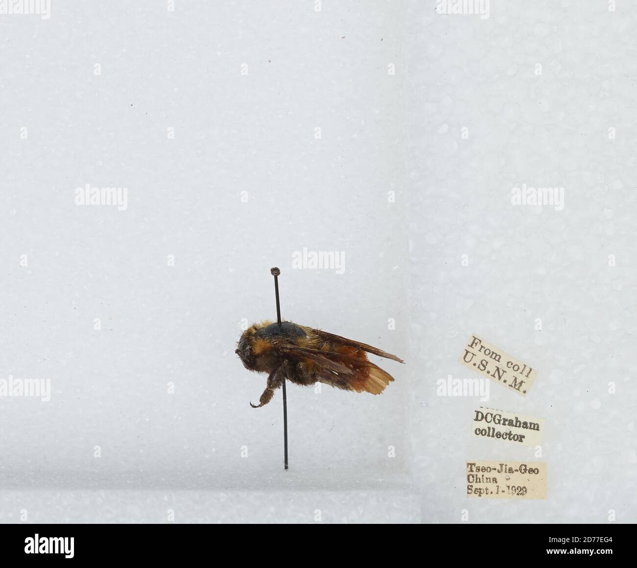 Tseo Jia Geo, Sichuan, China, Bombus (Tricornibombus) atripes Smith ...