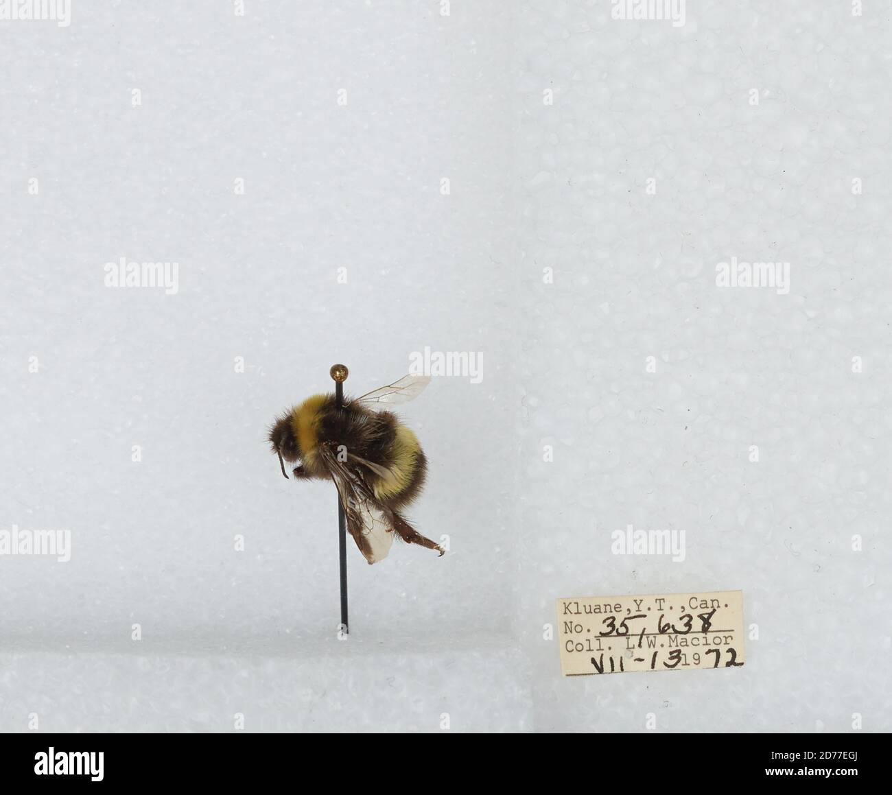 Kluane, Yukon Territory, Canada, Bombus (Bombus) lucorum (Linnaeus ...