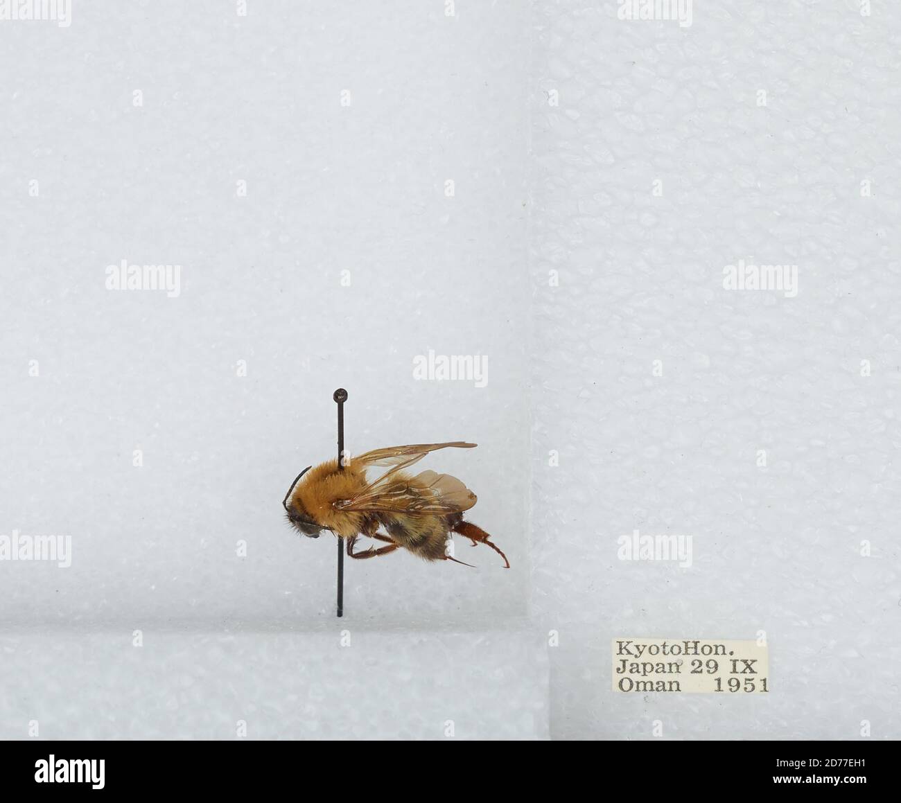 Kyoto, Japan, Bombus (Diversobombus) diversus Smith, Animalia ...