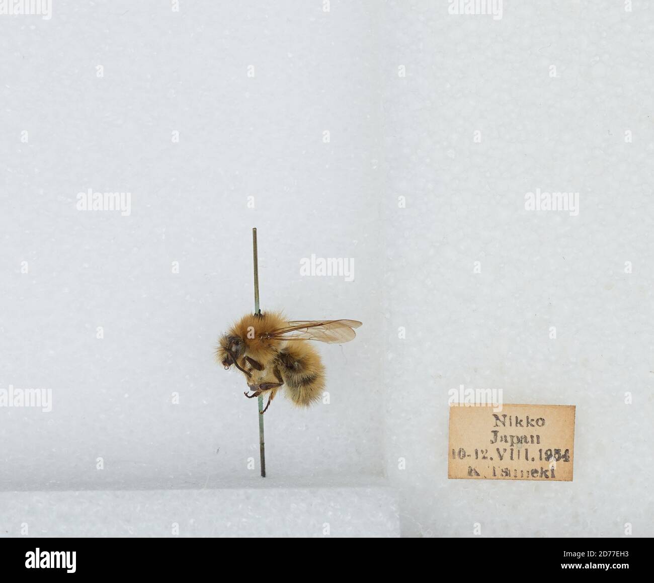 Nikko, Tochigi, Japan, Bombus (Diversobombus) diversus Smith, Animalia ...