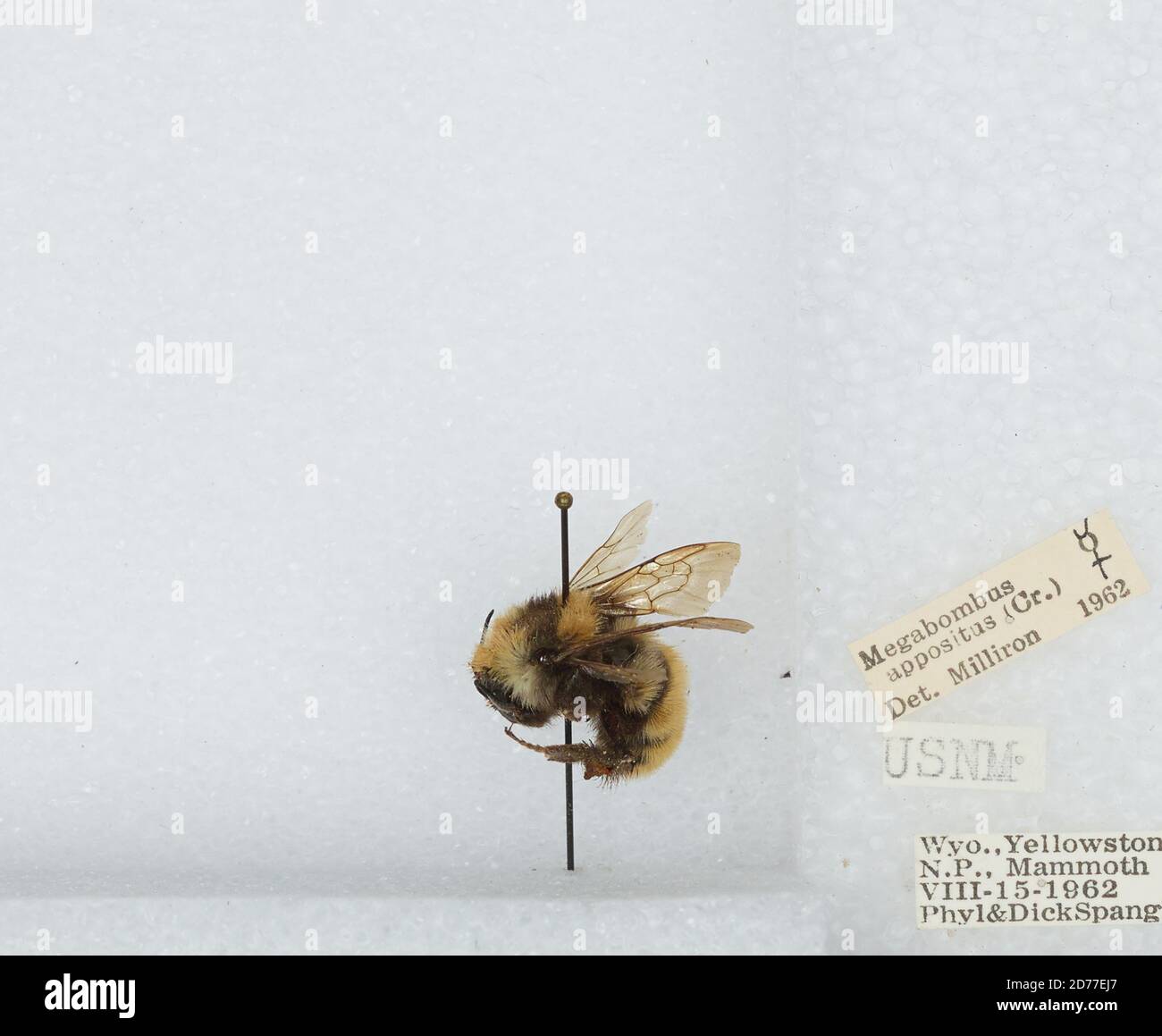 Yellowstone National Park, Mammoth, Park, Wyoming, United States ...