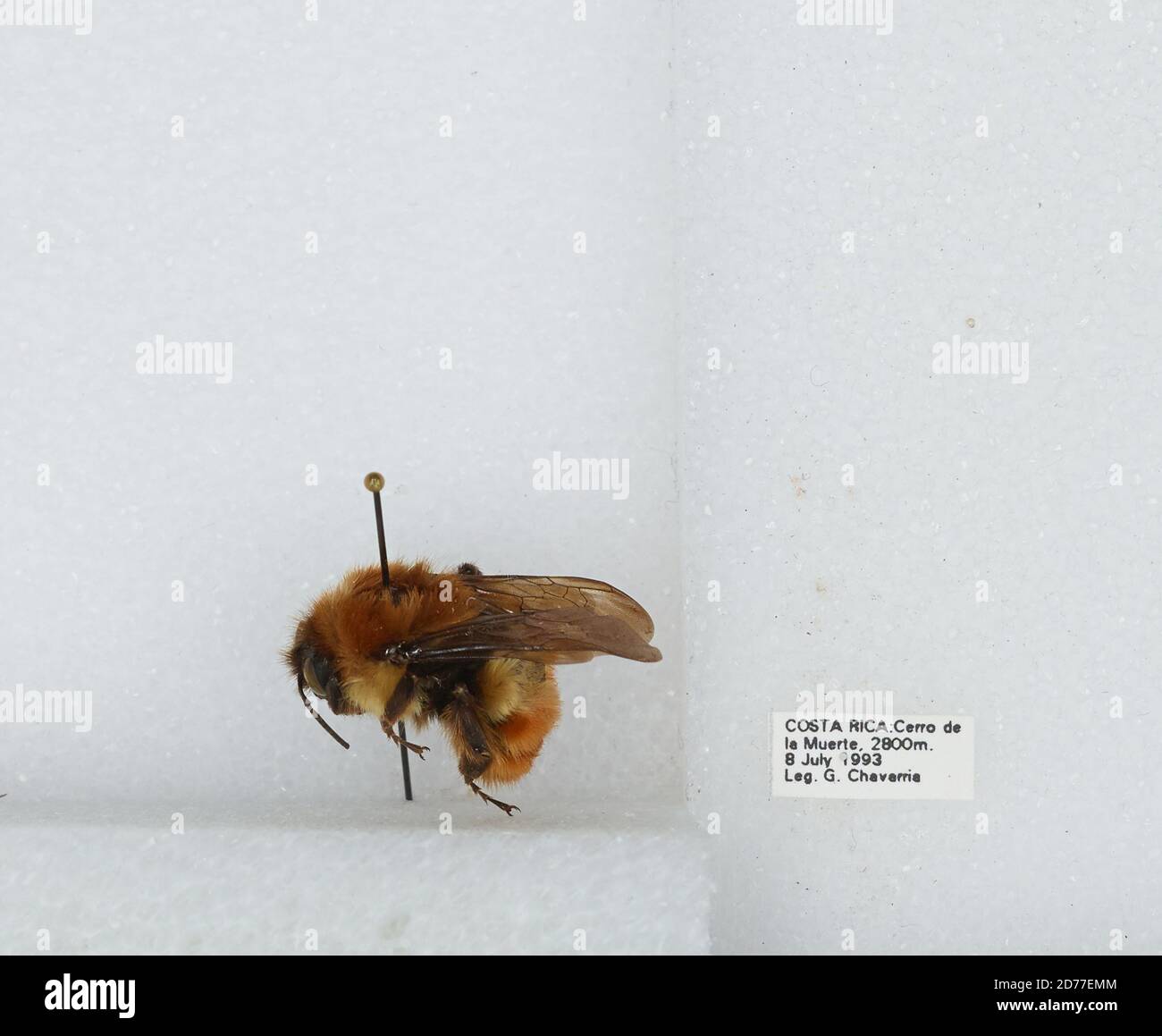 Cerro de la Muerte, San Jose, Costa Rica, Bombus (Pyrobombus ...