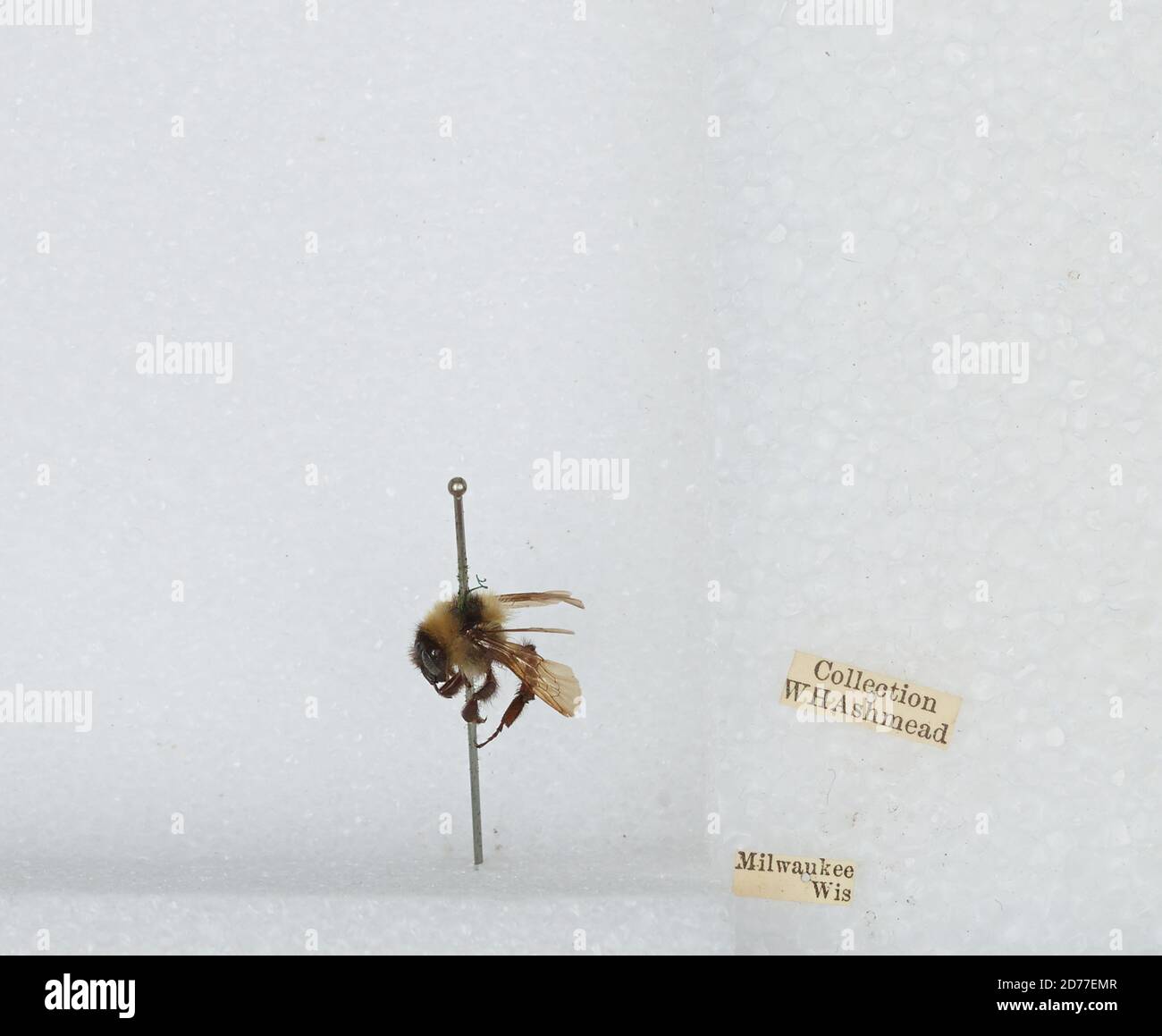 Milwaukee, Wisconsin, United States, Bombus (Fervidobombus) fervidus ...