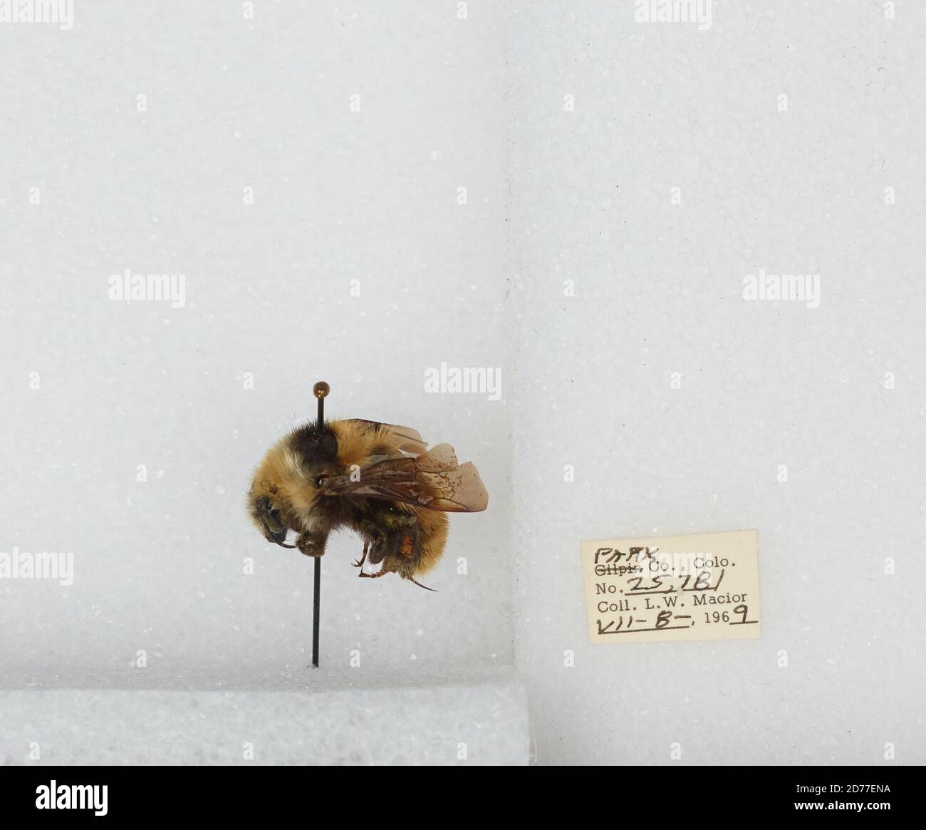 Park, Colorado, United States, Bombus (Subterraneobombus) appositus ...