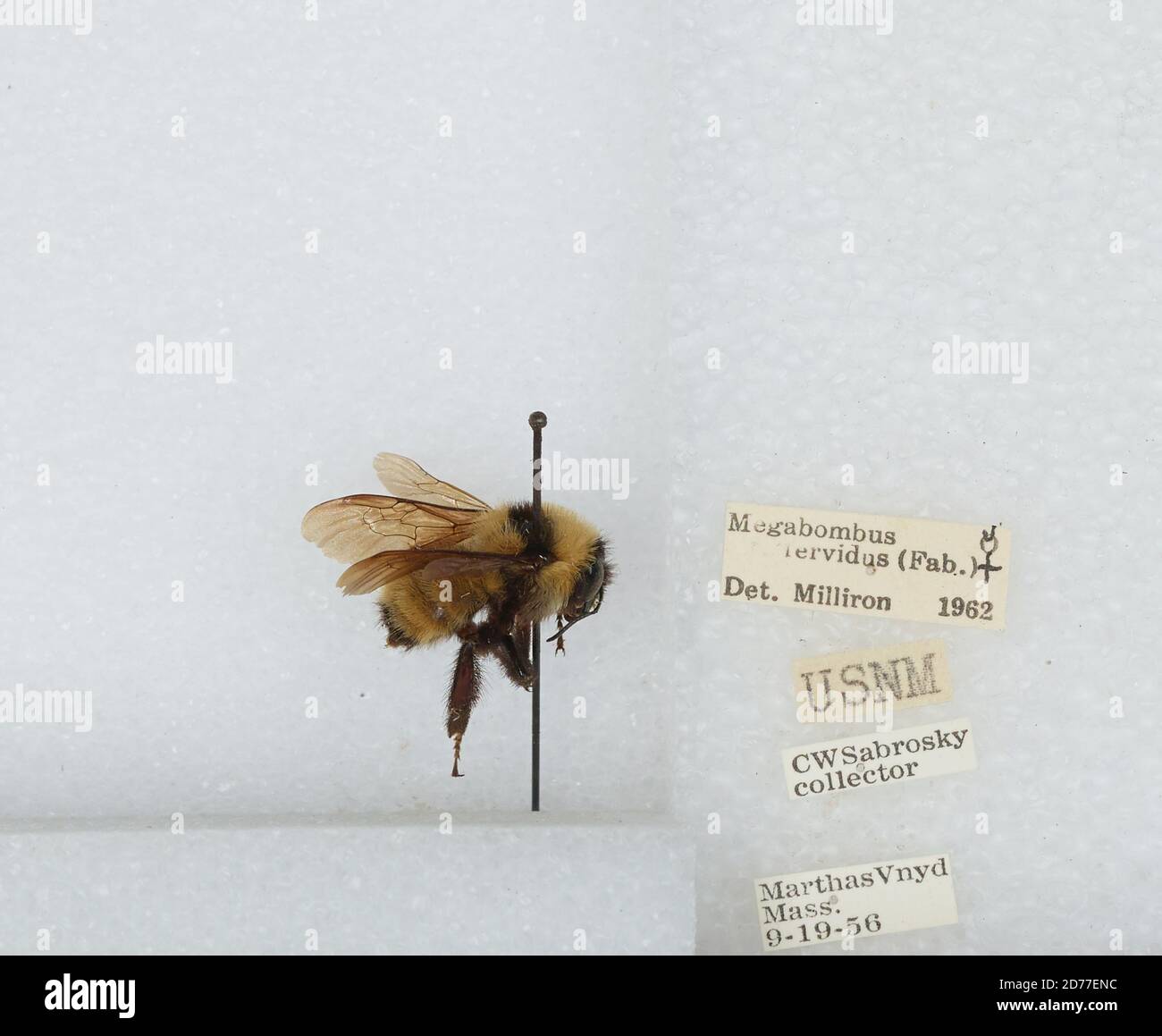 Martha's Vineyard, Dukes, Massachusetts, United States, Bombus ...