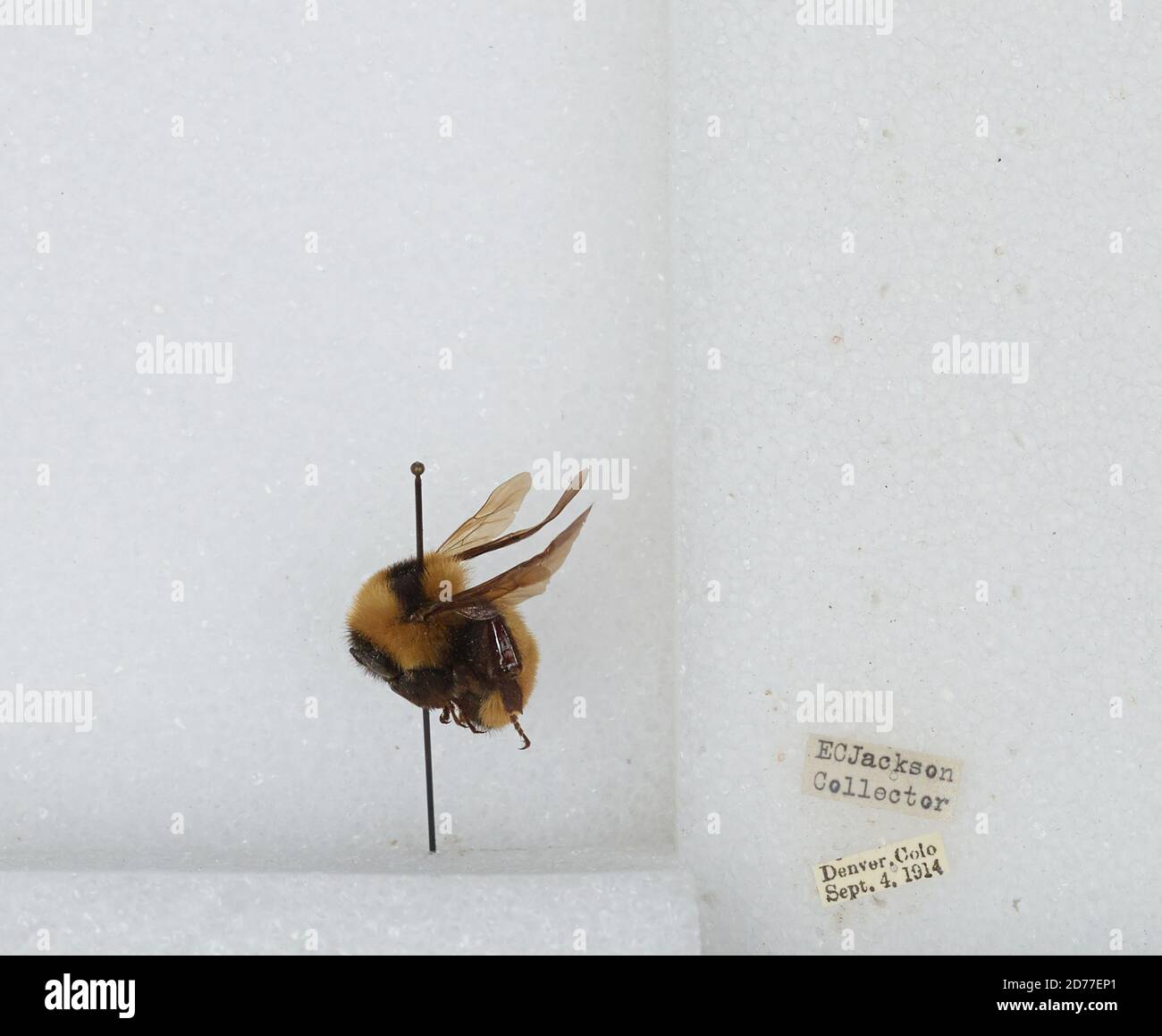 Denver, Colorado, United States, Bombus (Fervidobombus) fervidus ...