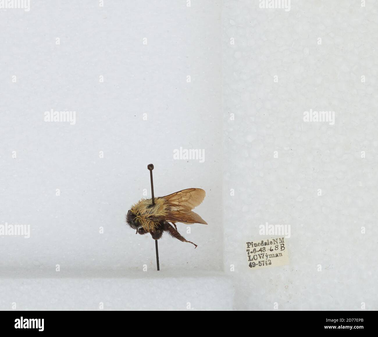 Pinedale, McKinley, New Mexico, United States, Bombus (Fervidobombus ...