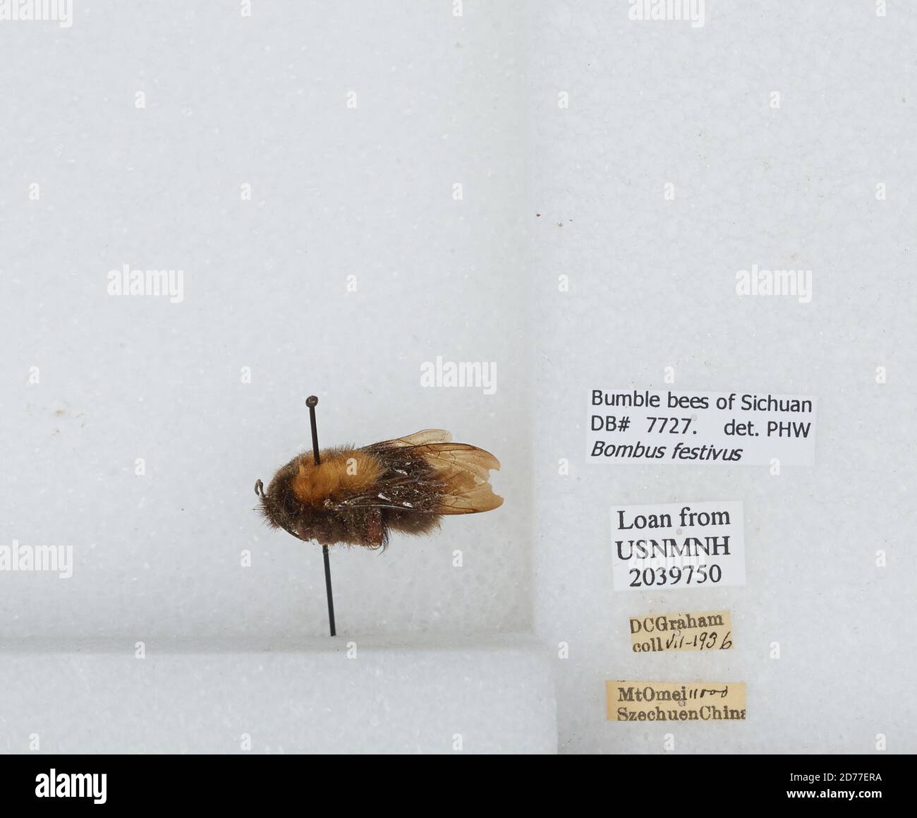 Mount Emei, Sichuan, China, Bombus (Festivobombus) festivus Smith ...