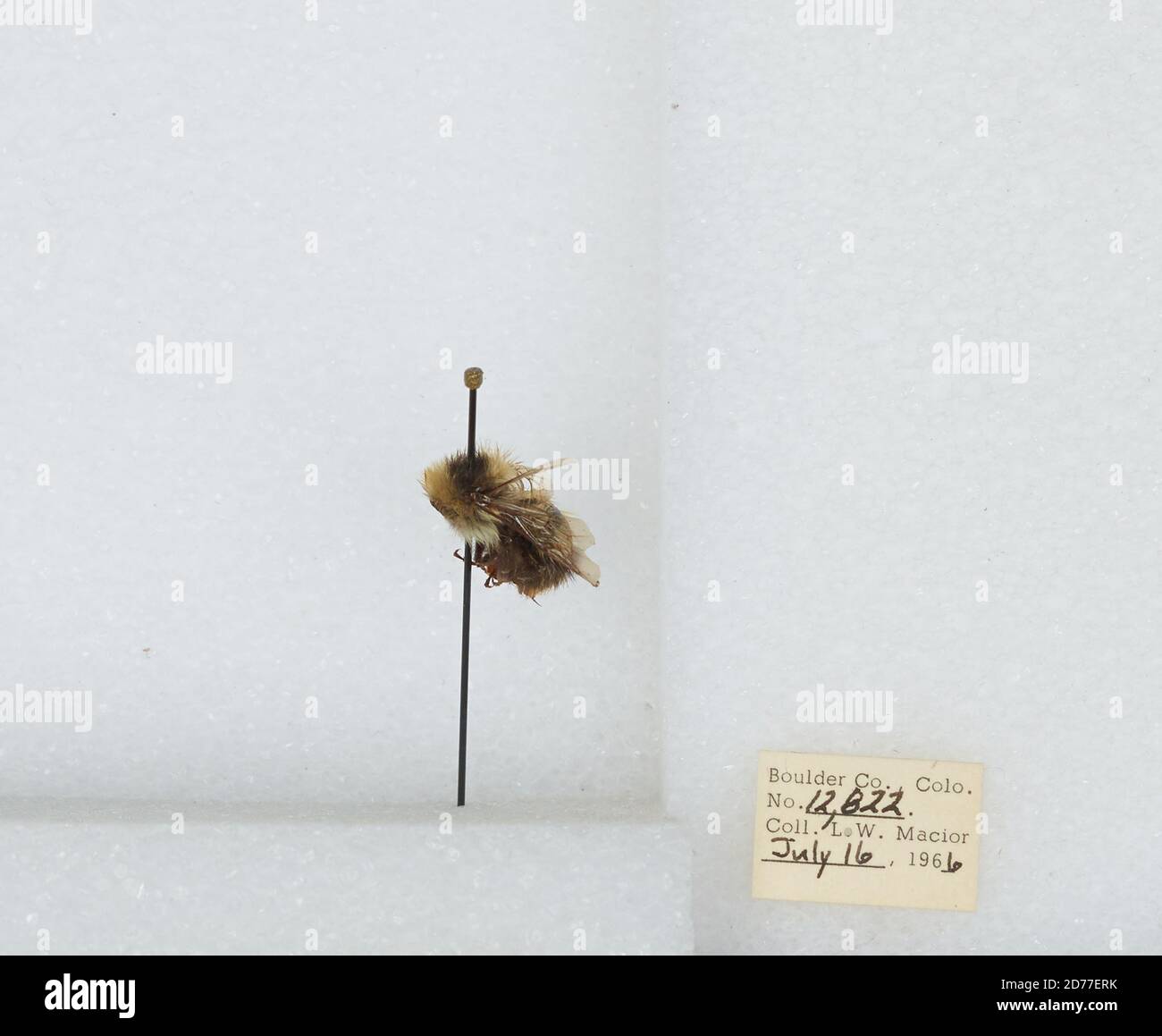 Boulder, Colorado, United States, Bombus (Alpinobombus) balteatus ...