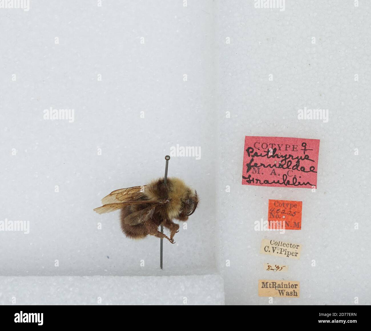 Mount Rainier, Pierce, Washington, United States, Bombus (Psithyrus ...