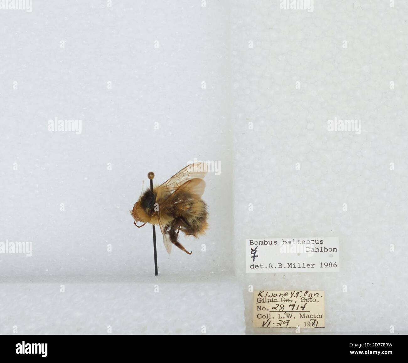Kluane, Yukon Territory, Canada, Bombus (Alpinobombus) balteatus ...
