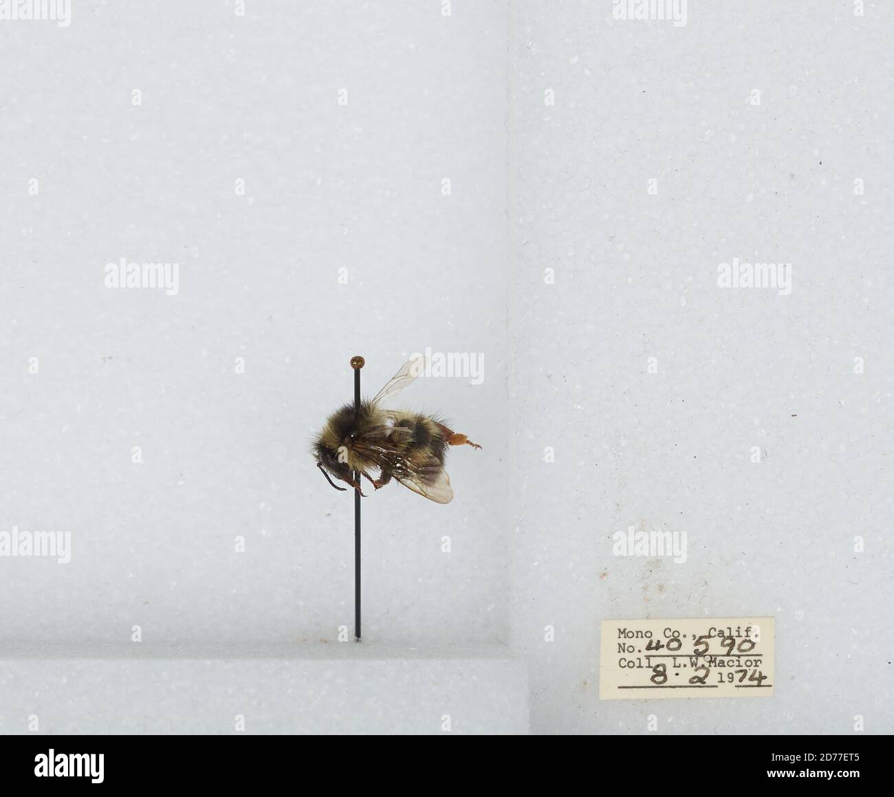 Mono, California, United States, Bombus (Pyrobombus) flavifrons Cresson ...
