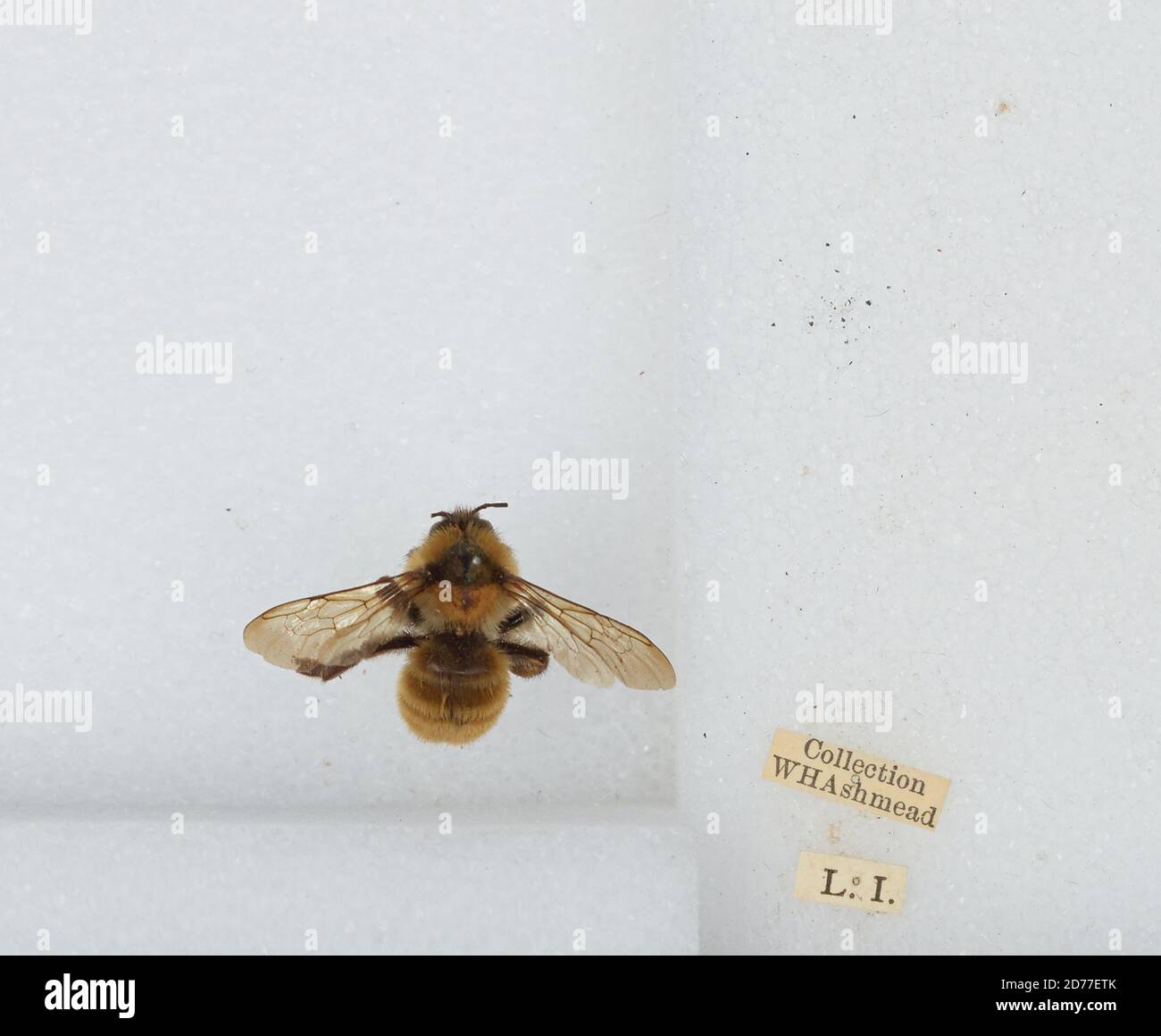 Long Island, New York, United States, Bombus (Fervidobombus) fervidus ...