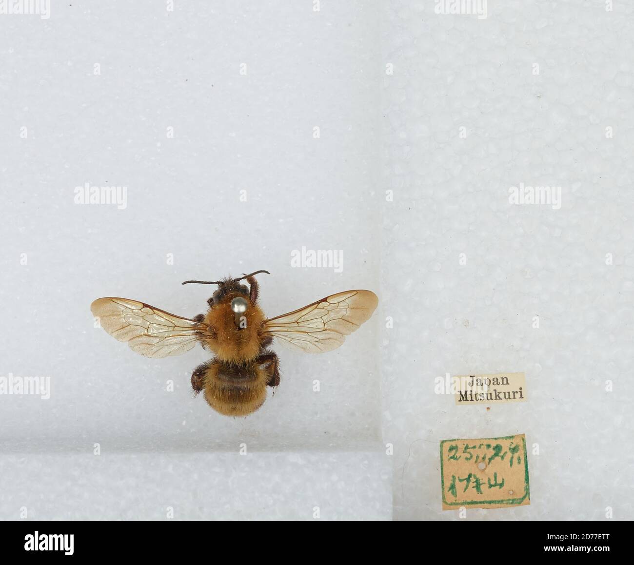 Japan, Bombus (Diversobombus) diversus Smith, Animalia, Arthropoda, Insecta, Hymenoptera, Apidae ...