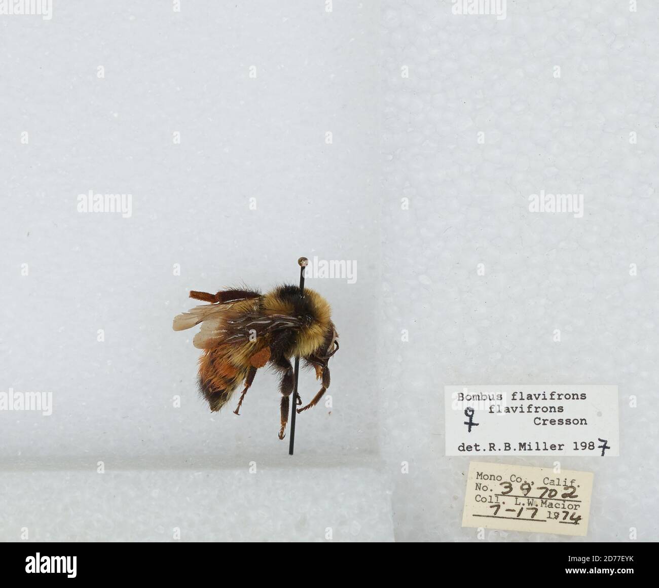 Mono, California, United States, Bombus (Pyrobombus) flavifrons Cresson ...