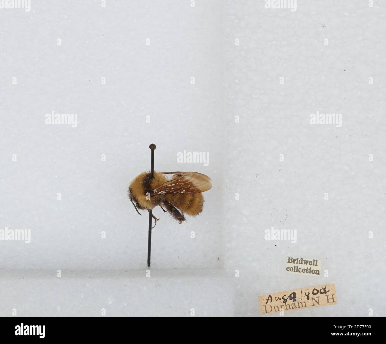 Durham, Strafford, New Hampshire, United States, Bombus (Fervidobombus ...