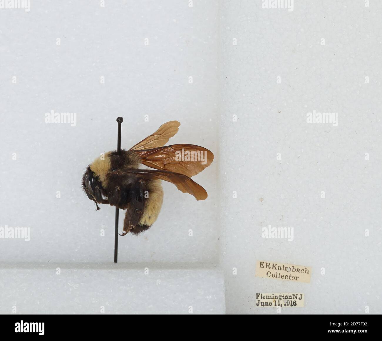 Flemington, Hunterdon, New Jersey, United States, Bombus (Fervidobombus ...