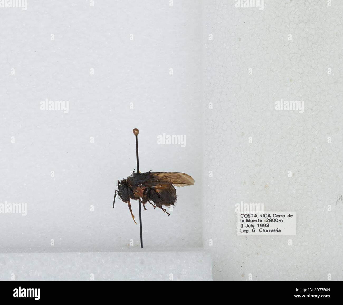 Cerro de la Muerte, San Jose, Costa Rica, Bombus (Pyrobombus ...