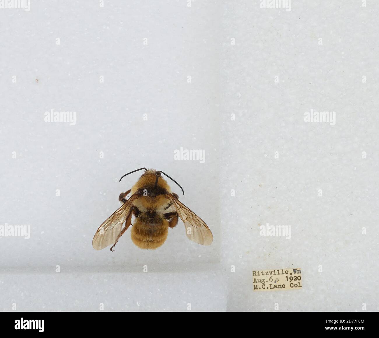 Ritzville, Adams, Washington, United States, Bombus (Fervidobombus ...