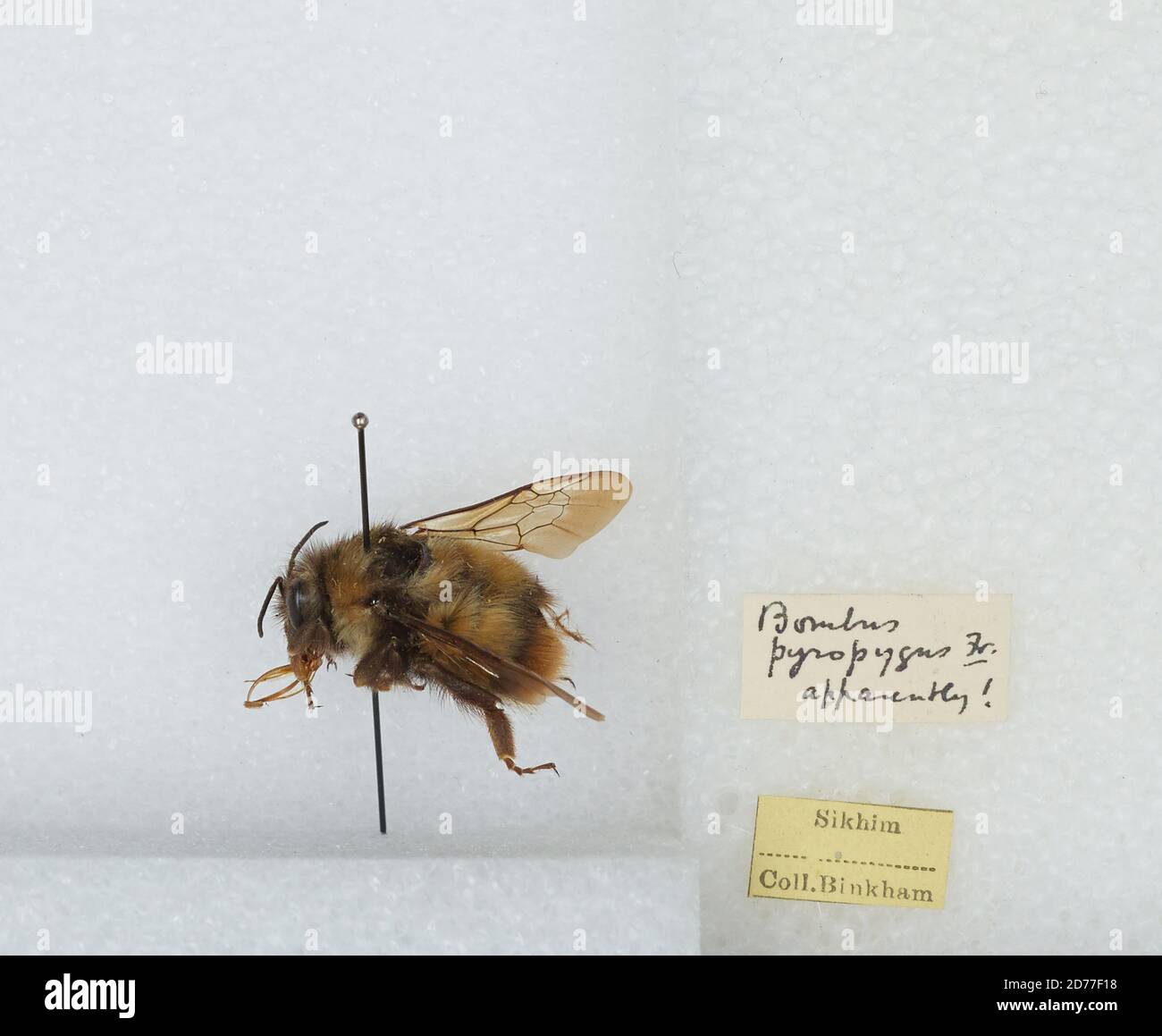 Sikkim, India, Bombus (Alpinobombus) balteatus Dahlbom, Animalia ...