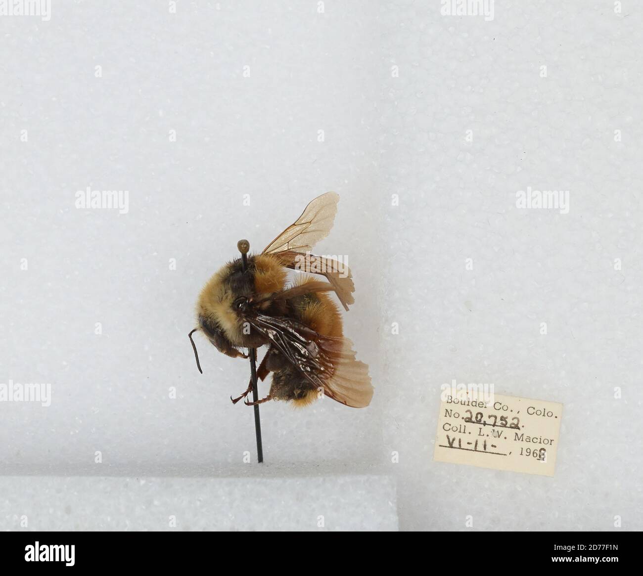 Boulder, Colorado, United States, Bombus (Subterraneobombus) appositus ...
