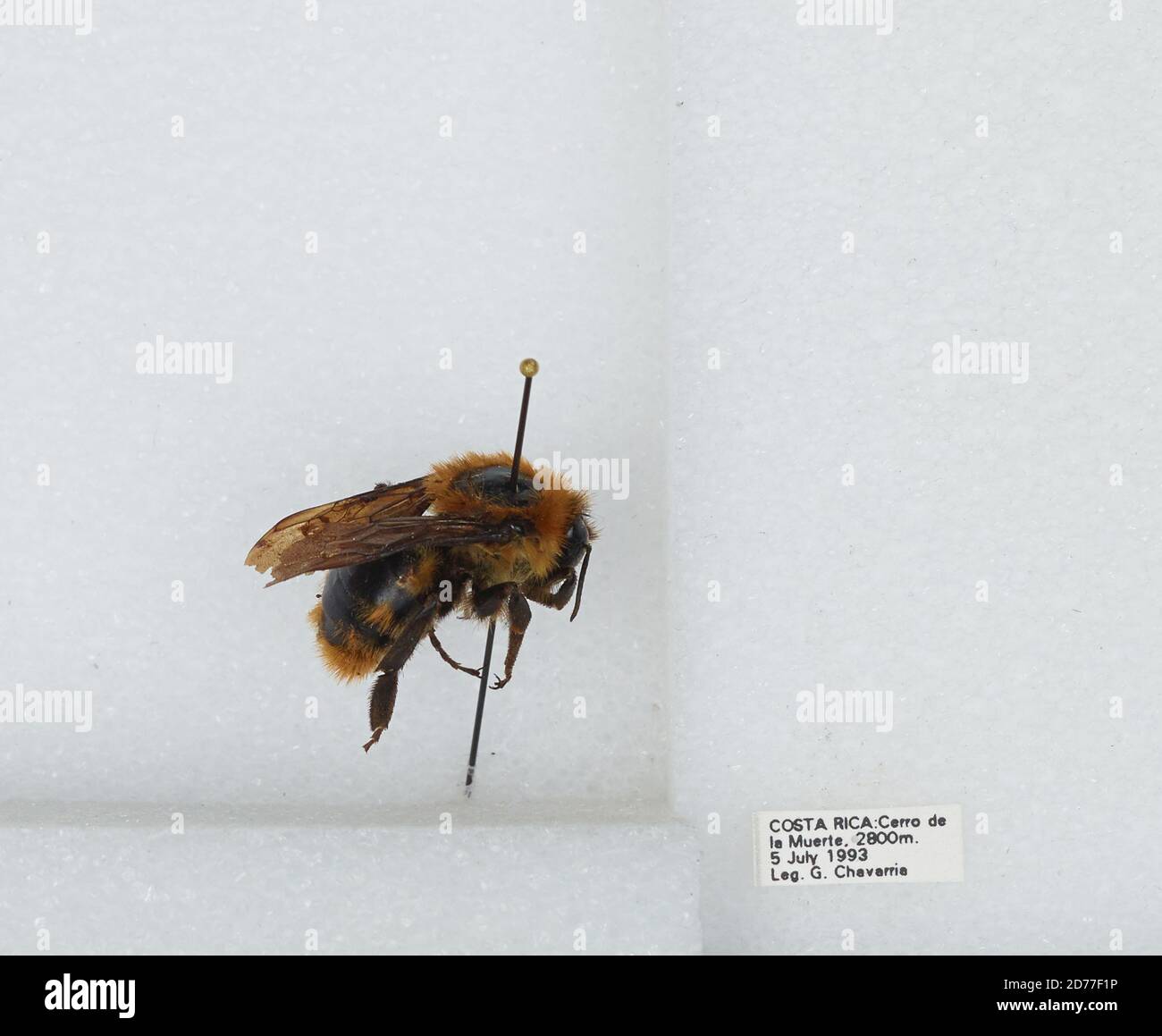 Cerro de la Muerte, San Jose, Costa Rica, Bombus (Pyrobombus ...