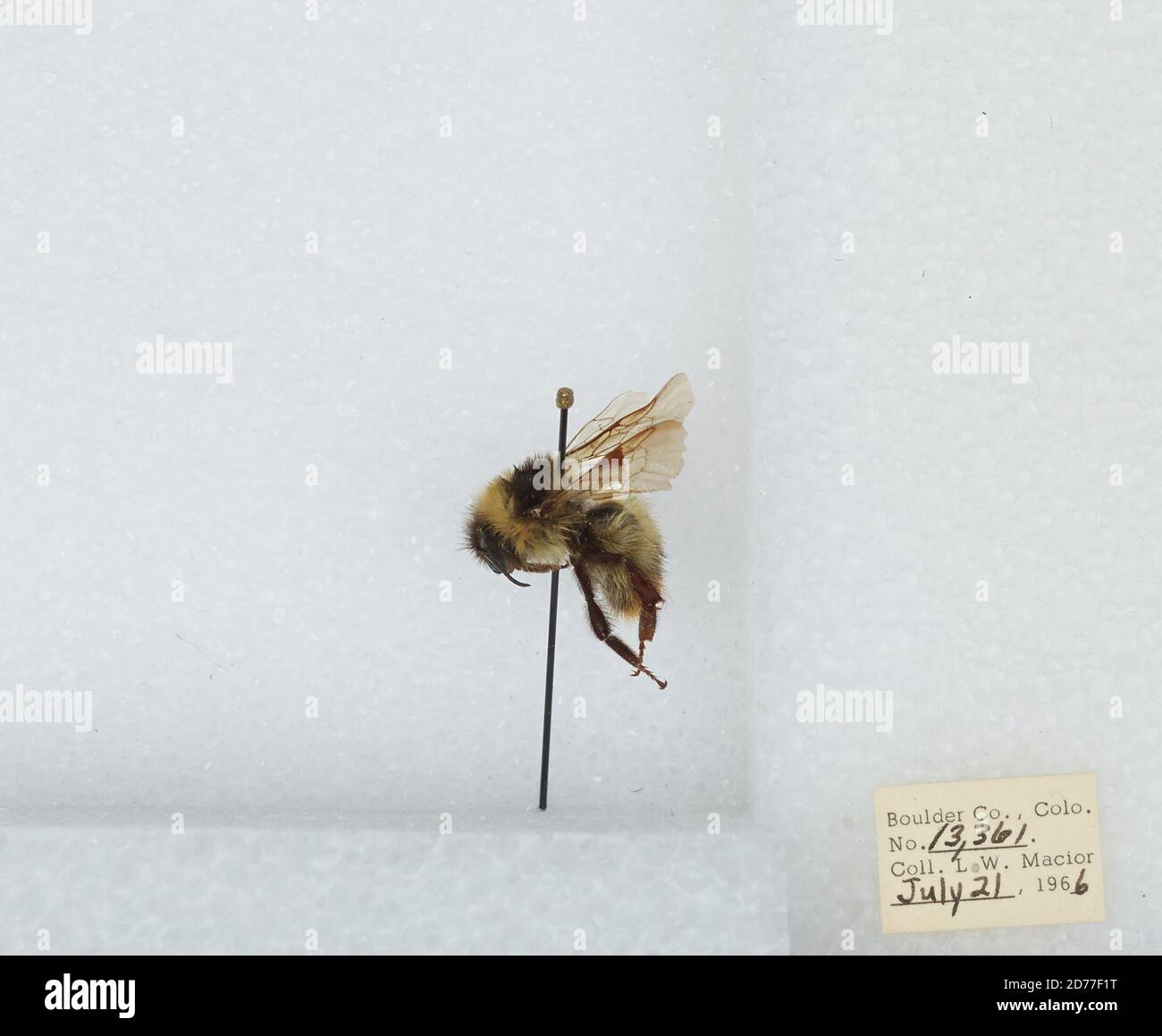 Boulder, Colorado, United States, Bombus (Alpinobombus) balteatus ...