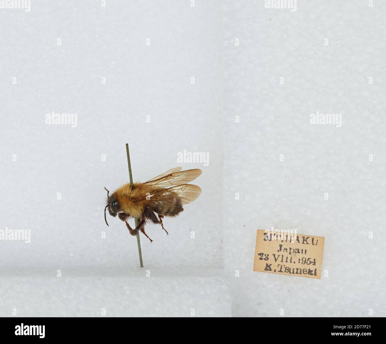 Mt. Haku, Japan, Bombus (Diversobombus) diversus Smith, Animalia ...