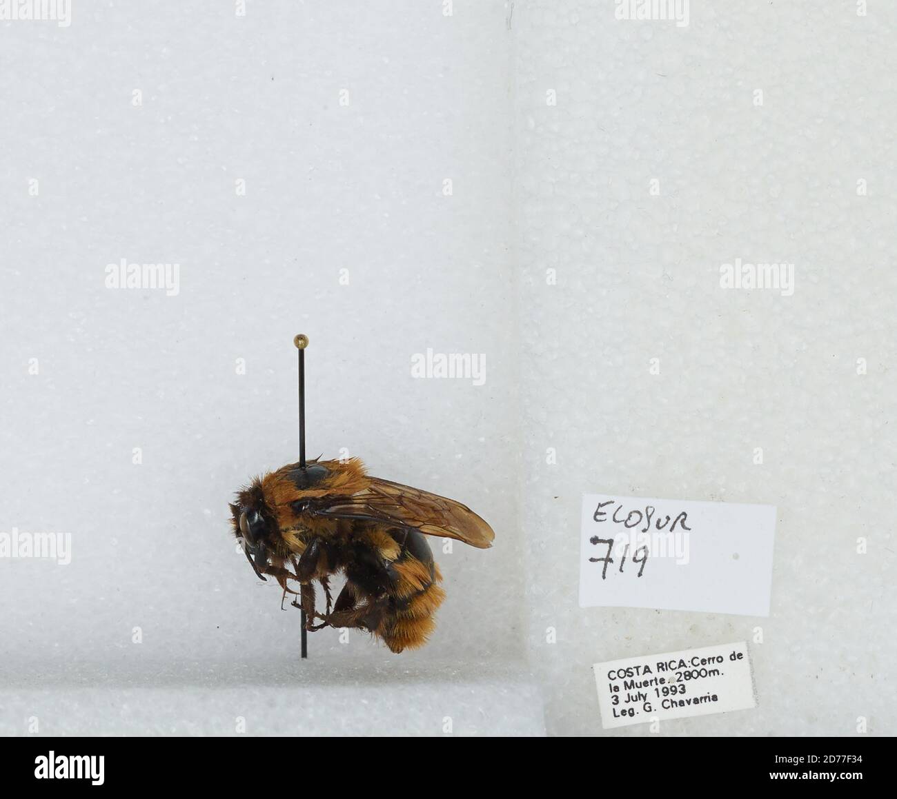 Cerro de la Muerte, San Jose, Costa Rica, Bombus (Pyrobombus ...