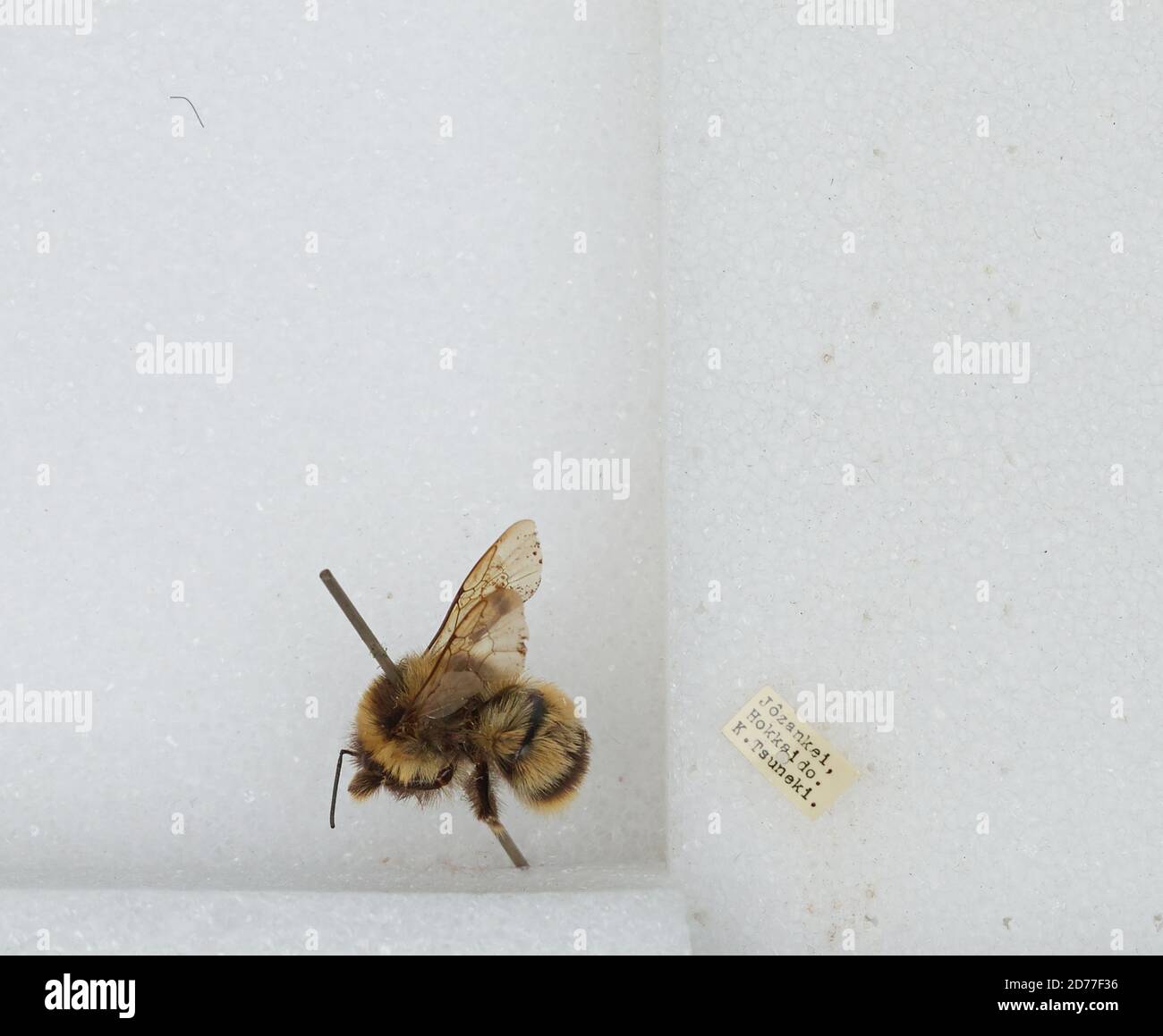 Jozankei, Hokkaido, Japan, Bombus (Bombus) ignitus Smith, Animalia, Arthropoda, Insecta ...