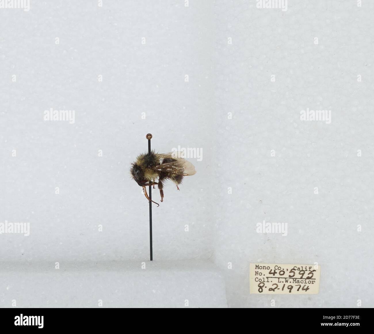 Mono, California, United States, Bombus (Pyrobombus) flavifrons Cresson ...