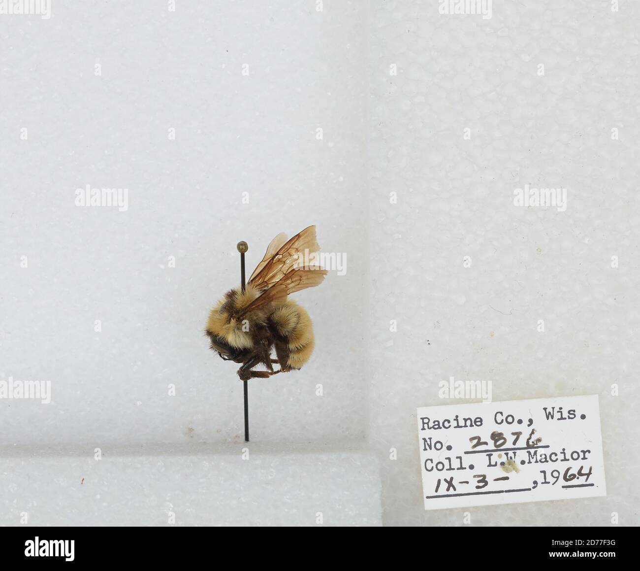 Racine, Wisconsin, United States, Bombus (Fervidobombus) fervidus ...