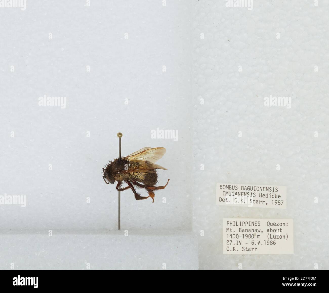 Mount Banahaw, Luzon, Quezon, Philippines, Bombus (Pyrobombus ...