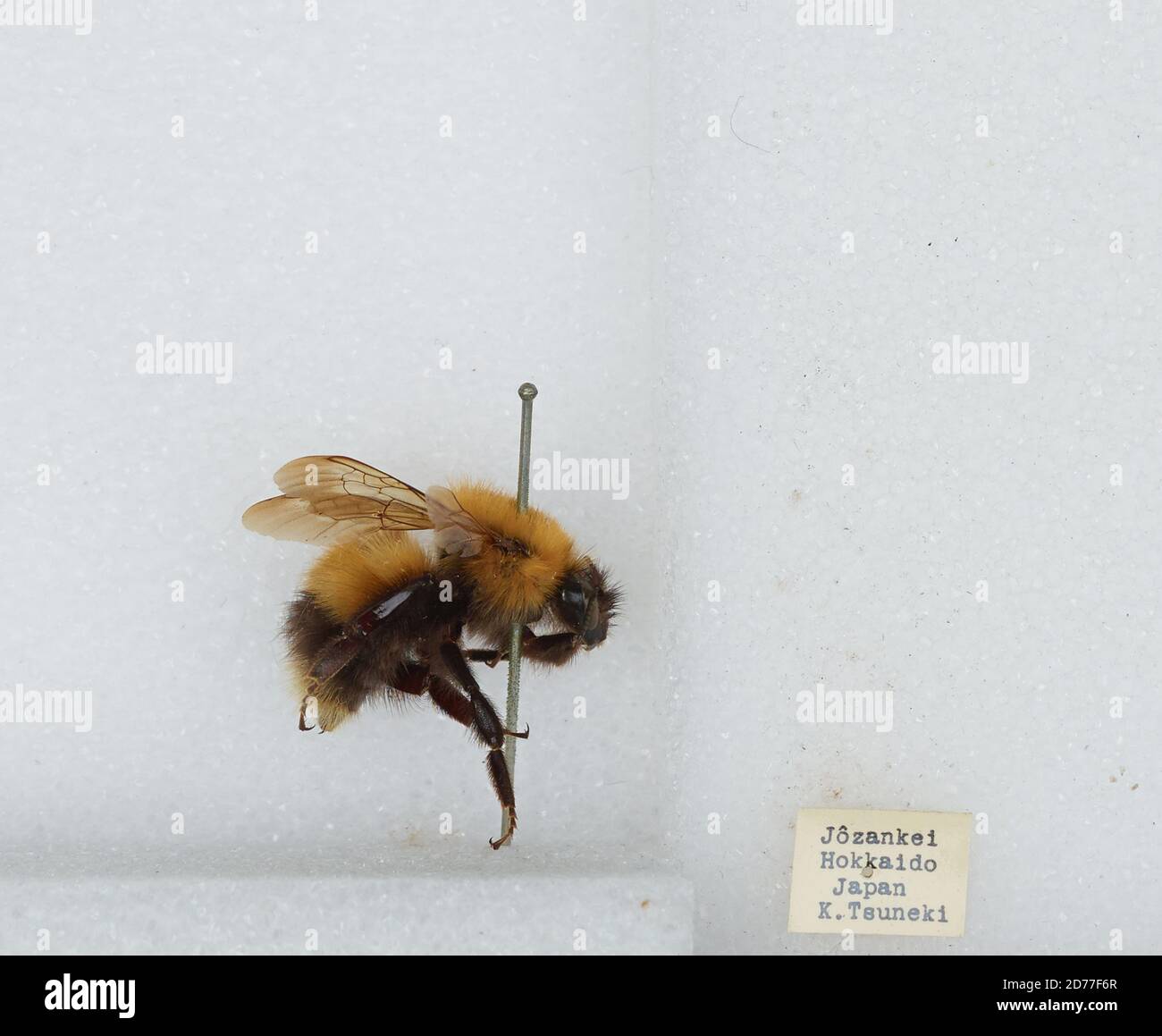 Jozankei, Hokkaido, Japan, Bombus (Pyrobombus) hypnorum callidus ...
