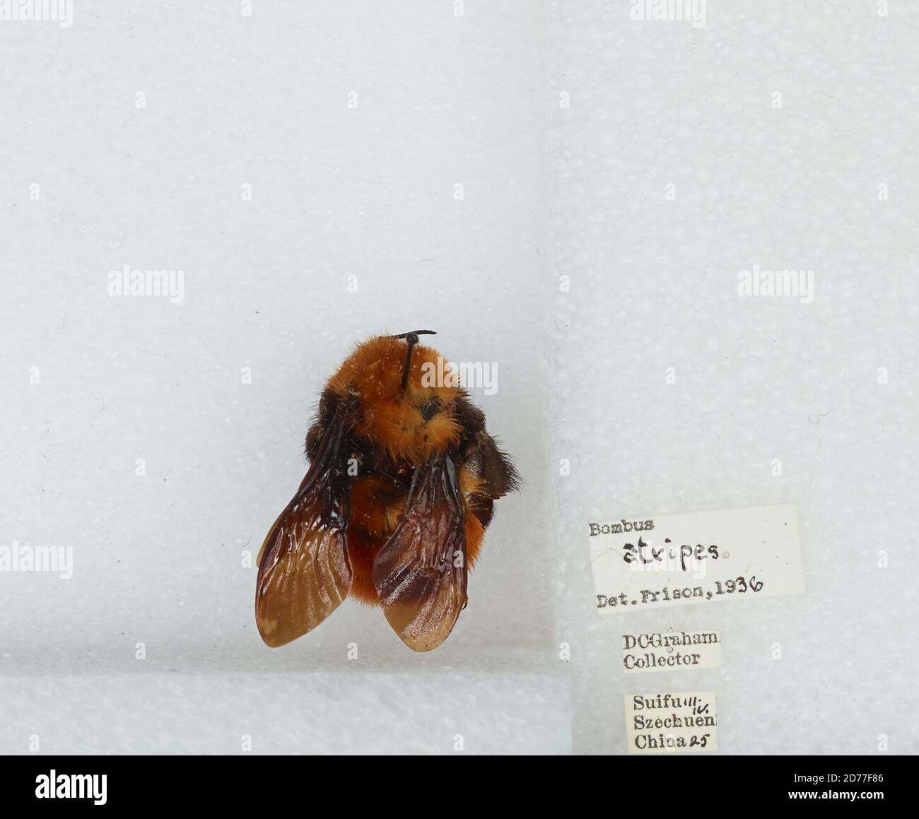 Suifu Sichuan, Sichuan, China, Bombus (Tricornibombus) atripes Smith ...