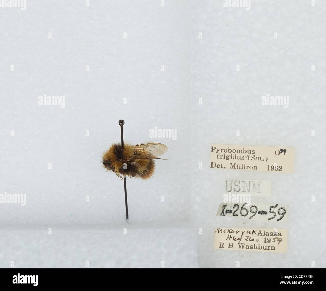 Mekoryuk, Bethel, Alaska, United States, Bombus (Pyrobombus) frigidus ...