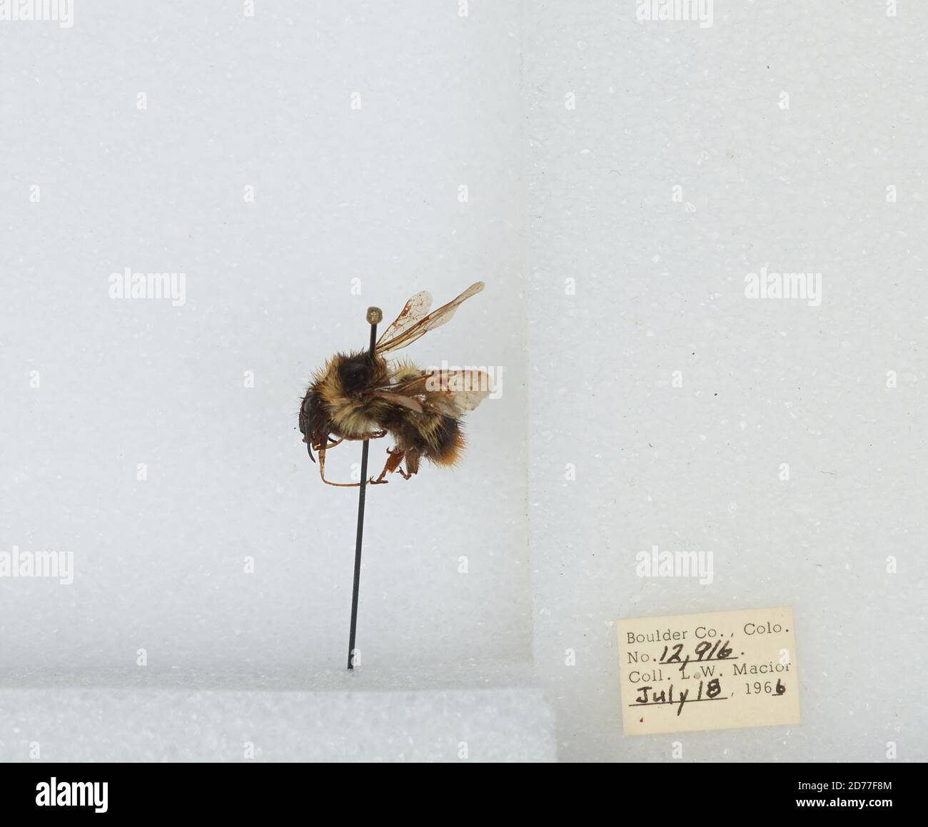 Boulder, Colorado, United States, Bombus (Alpinobombus) balteatus ...