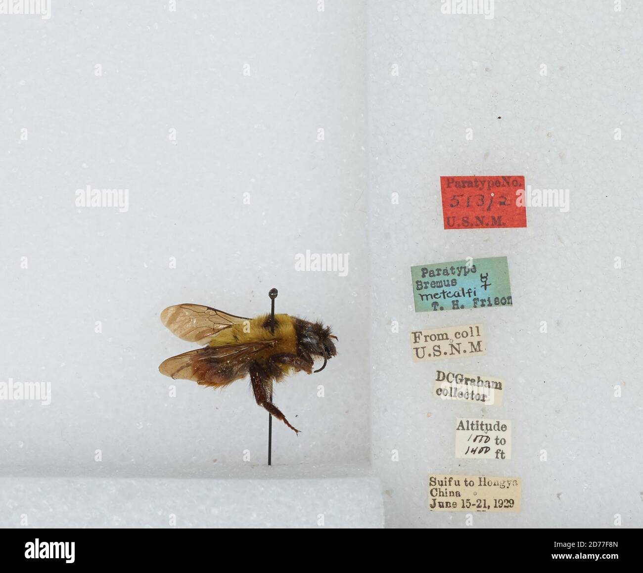 Yibin (formerly Suifu), Sichuan to Hongya, Gansu Sheng, China, Bombus ...