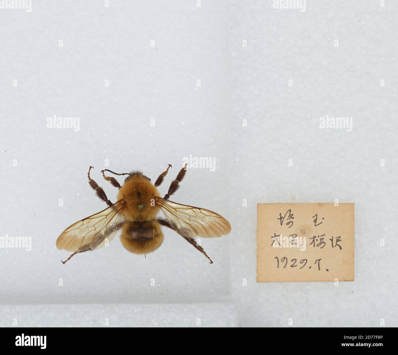 Bombus (Diversobombus) diversus Smith, Animalia, Arthropoda, Insecta, Hymenoptera, Apidae ...