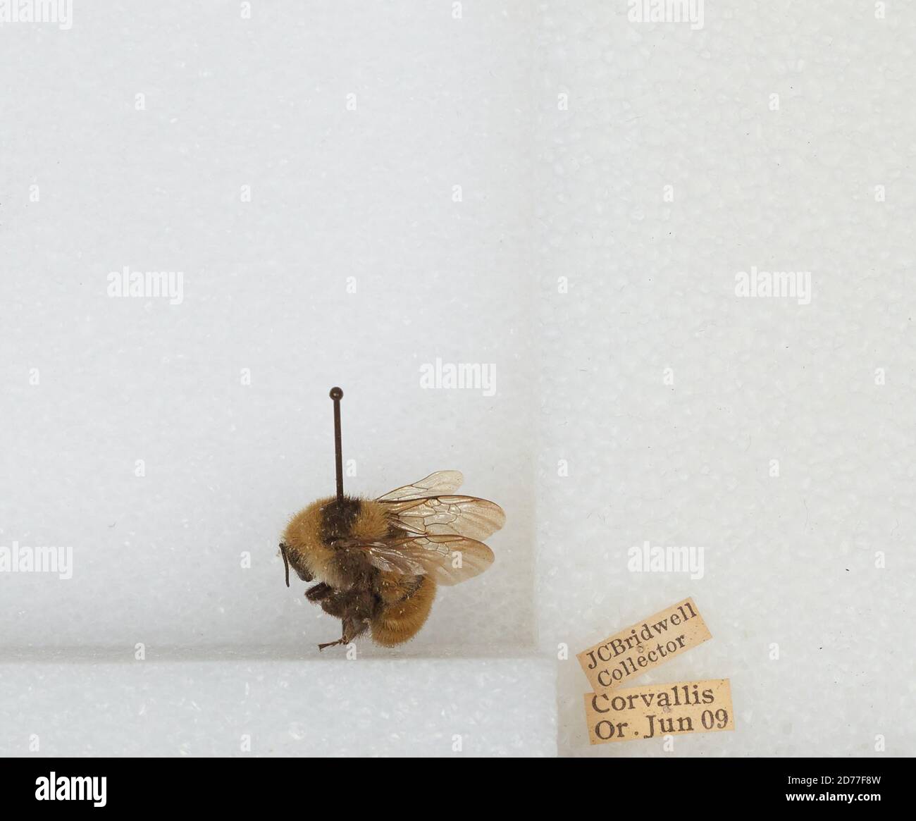 Corvallis, Benton, Oregon, United States, Bombus (Subterraneobombus ...