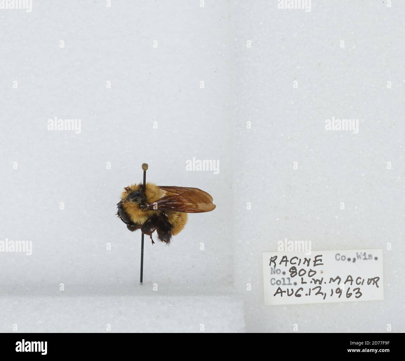 Racine, Wisconsin, United States, Bombus (Fervidobombus) fervidus ...