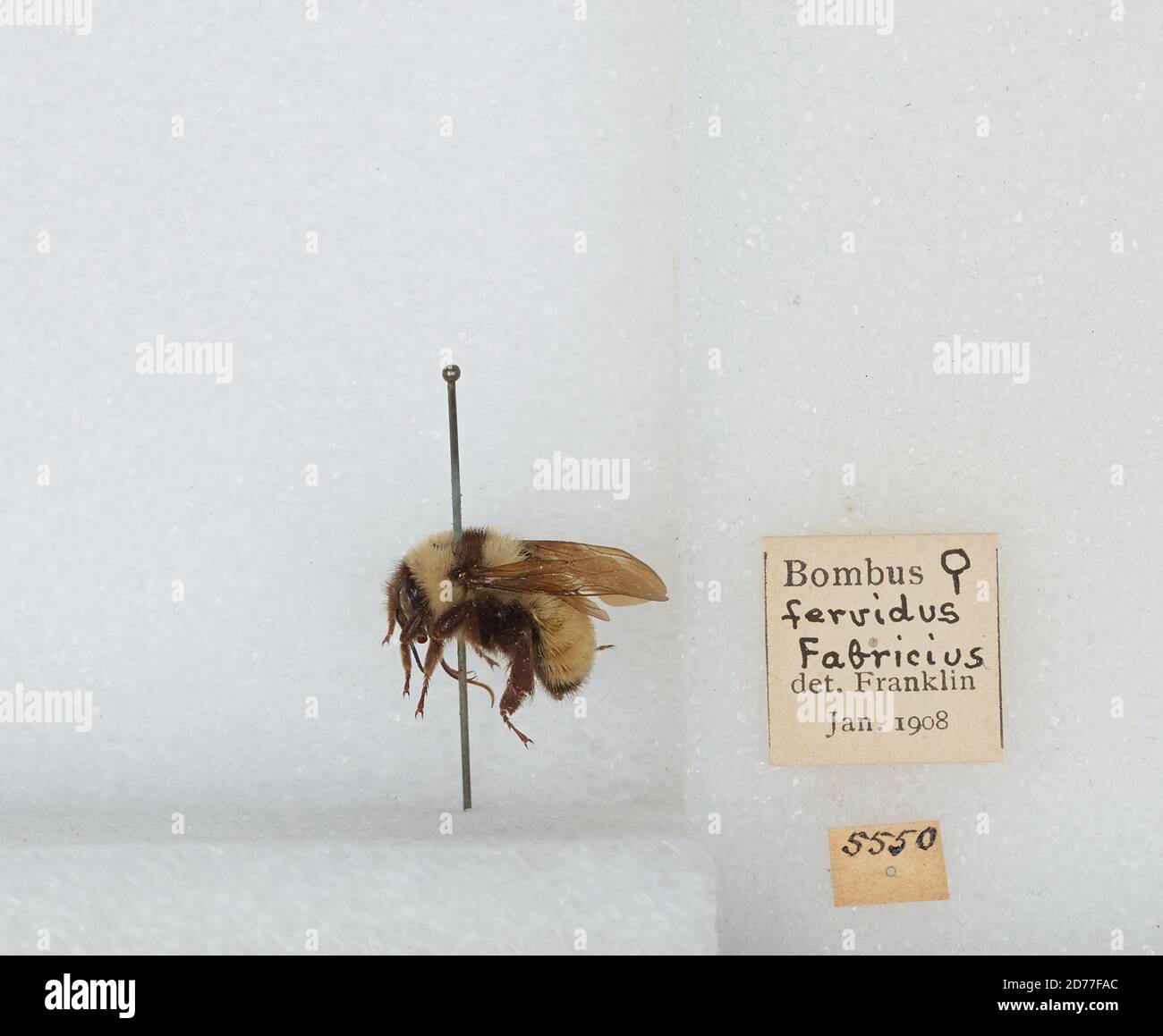 Bombus (Fervidobombus) fervidus fervidus (Fabricius), Animalia ...