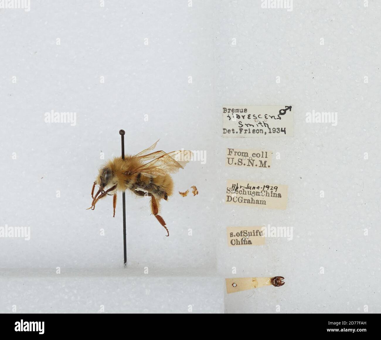 South of Yibin, formerly Suifu, Sichuan, China, Bombus (Pyrobombus ...