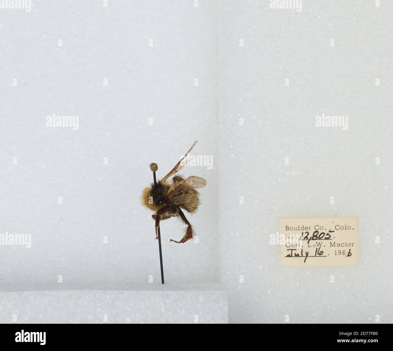 Boulder, Colorado, United States, Bombus (Alpinobombus) balteatus ...