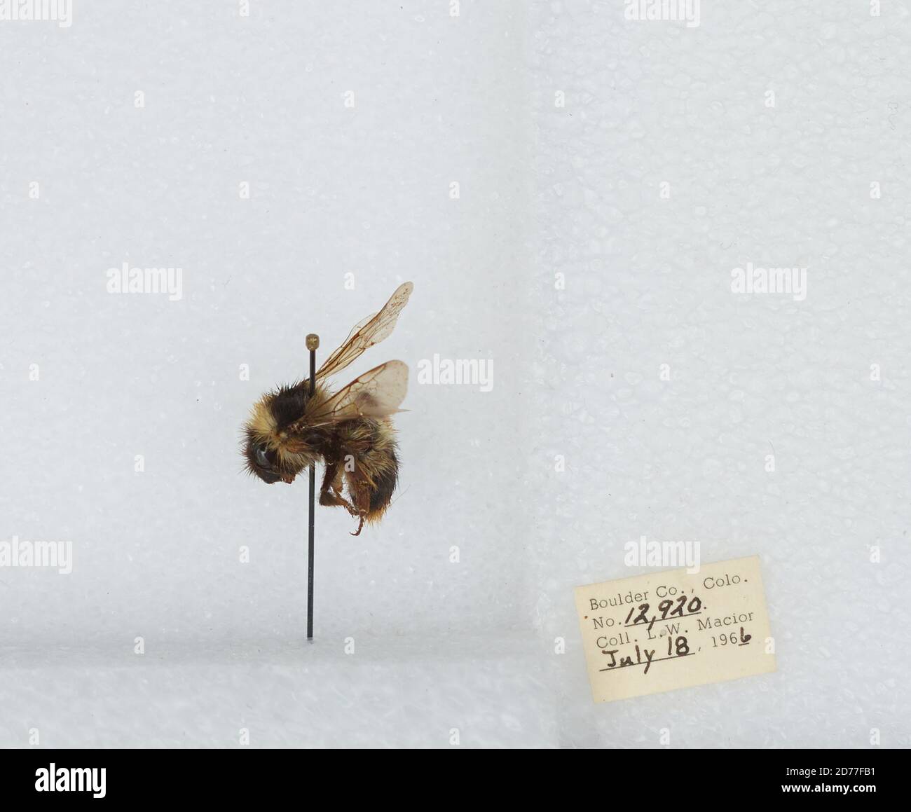 Boulder, Colorado, United States, Bombus (Alpinobombus) balteatus ...