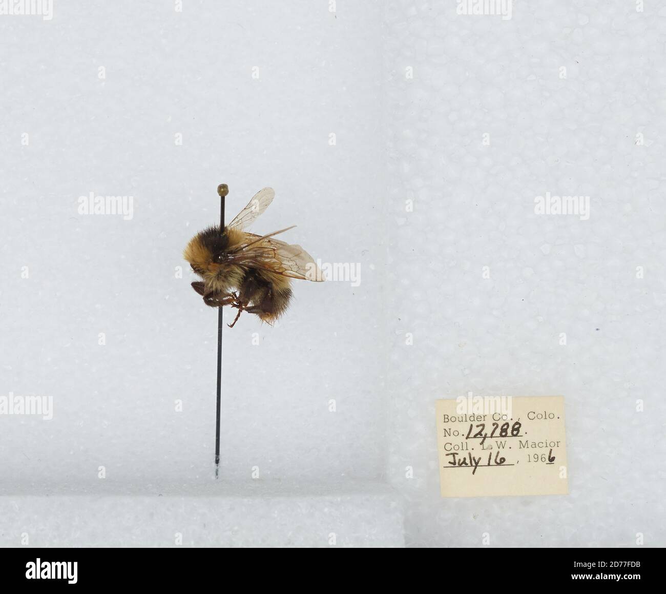 Boulder, Colorado, United States, Bombus (Alpinobombus) balteatus ...