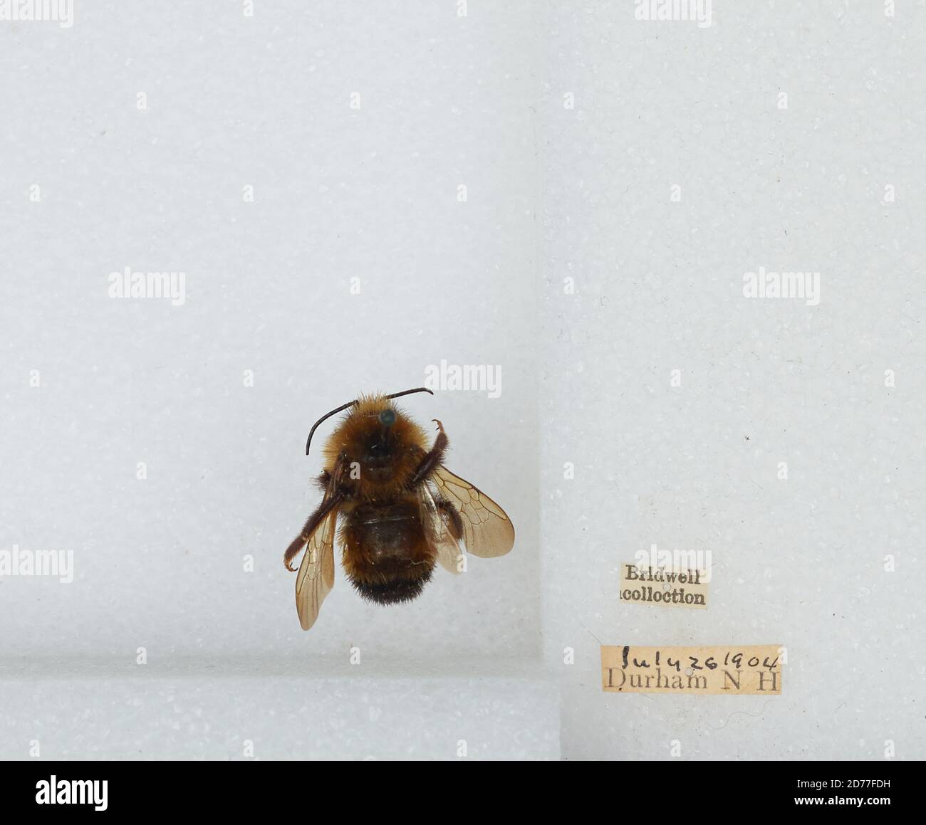 Durham, Strafford, New Hampshire, United States, Bombus (Fervidobombus ...